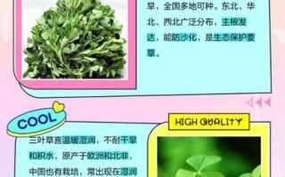 路边的三叶草是苜蓿吗_三叶草与苜蓿区别