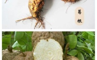 泰国野葛根丰胸效果怎么样_泰国野葛根有副作用吗