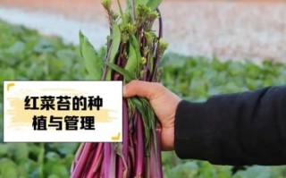 红菜苔种植时间_红菜苔种植方法