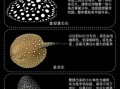 魟鱼图片怎么拍_魟鱼高清壁纸哪里找