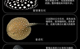 魟鱼图片怎么拍_魟鱼高清壁纸哪里找