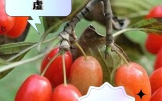 山茱萸的功效与作用_山茱萸主治哪些疾病