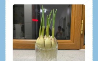 大蒜种植方法视频_大蒜什么时候种最合适