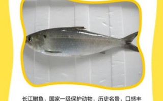 长江鲥鱼图片_为什么长江鲥鱼灭绝了