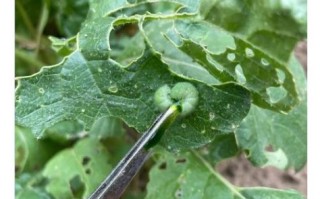 甘蓝菜青虫长什么样_如何彻底消灭