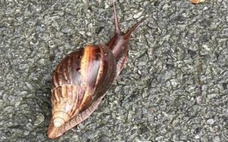 非洲大蜗牛有毒吗_非洲大蜗牛能不能吃