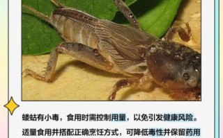 蝼蛄图片与作用_蝼蛄有什么功效