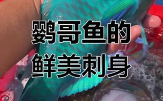 鹦哥鱼营养价值_鹦哥鱼功效与作用