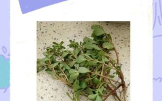 马齿苋的功效与作用及禁忌_什么人不能吃马齿苋