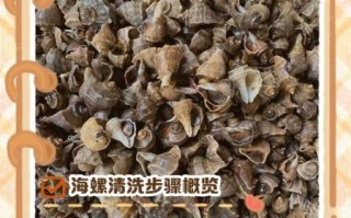 海螺怎么吃_海螺清洗方法