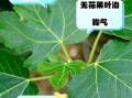 无花果叶子治疗痔疮有效吗_怎么用
