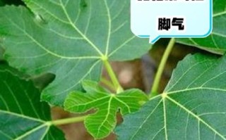 无花果叶子治疗痔疮有效吗_怎么用