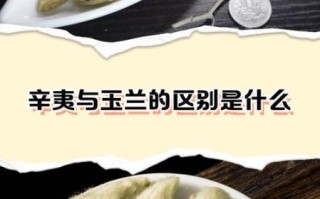 辛夷花和玉兰花的区别_如何区分辛夷与玉兰