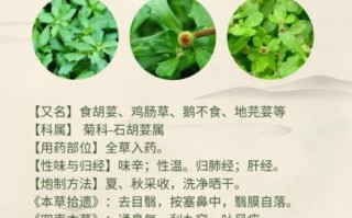 鹅不食草粉的功效与作用_鹅不食草粉怎么用