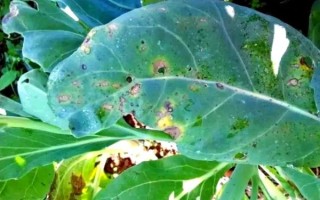 椰菜花病初期症状_椰菜花病怎么治疗