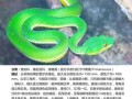 竹叶青蛇是保护动物吗_竹叶青蛇可以私人饲养吗