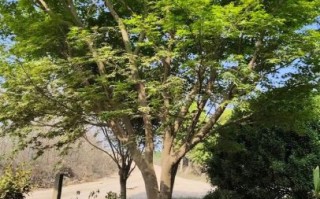 鸡爪槭价格表_鸡爪槭多少钱一棵