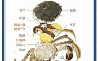 螃蟹能和鸡蛋一起吃吗_会不会中毒