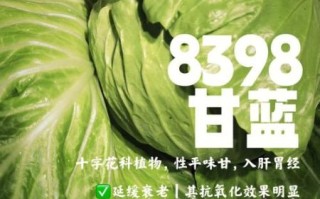 甘蓝品种有哪些_甘蓝品种怎么选