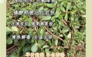 马齿苋纯露的功效与作用_马齿苋纯露怎么用