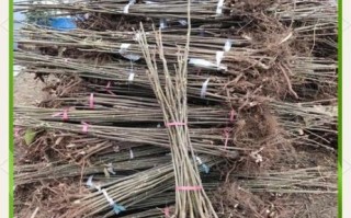 露天种香椿一亩多少棵_香椿种植密度怎么算