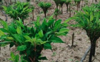 魔芋种植技术_魔芋亩产量多少斤