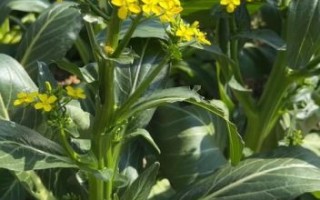 菜心种植技术_菜心管理要点