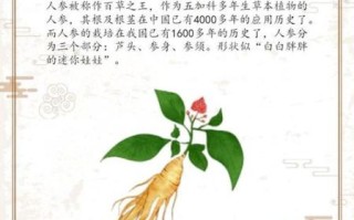 人参的副作用太大了_如何安全服用