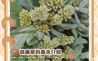 鼠曲草泡水喝有什么功效_鼠曲草泡水喝的正确方法