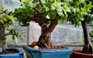 穷养的十种花有哪些_怎么养才爆盆