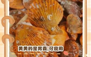 扇贝热量高吗_减肥能吃扇贝吗