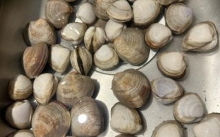 蛤蜊怎么读_gala蛤蜊是什么海鲜