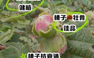 野生榛子的功效与作用_一天吃多少合适