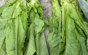 油麦菜图片和莴笋叶是同一种吗_区别在哪