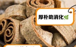 厚朴的功效与作用_厚朴怎么吃效果最好