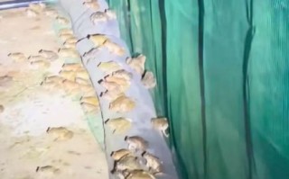 石蛙是几级保护动物_石蛙养殖合法吗