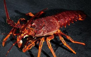 澳洲红龙虾多少钱一斤_澳洲红龙虾怎么做好吃