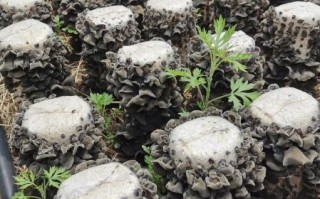 木耳种植技术_木耳种植利润怎么样