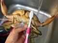 螃蟹怎么杀_螃蟹怎么清洗