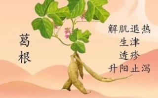 葛根泡水什么人不能喝_葛根禁忌人群有哪些
