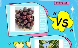 车厘子和樱桃是一样的吗_区别在哪里