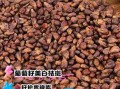 葡萄籽能吃吗_葡萄籽怎么吃才安全