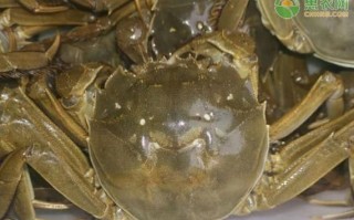 世界上最贵的螃蟹多少钱一只_顶级螃蟹价格排行榜