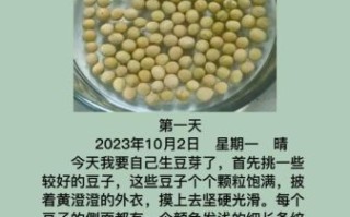 黄豆芽怎么种_黄豆芽七天变化记录
