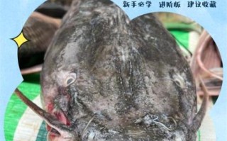 鲶鱼怎么杀_鲶鱼怎么处理干净