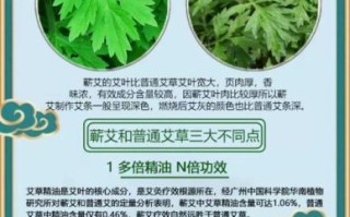 艾草精油膏怎么用_艾草精油膏功效与作用