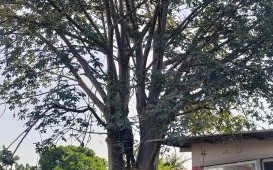 面包树网盘怎么用_面包树网盘安全吗