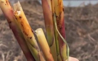 芦笋尖能吃吗_芦笋尖的营养价值