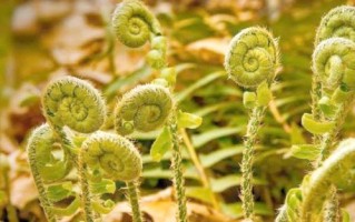 蕨菜根致癌吗_蕨菜根毒性真相