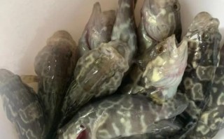 石斑鱼养殖基地选址_石斑鱼养殖成本